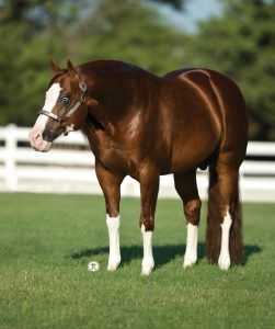 Electric Snow - Oswood Stallion Station