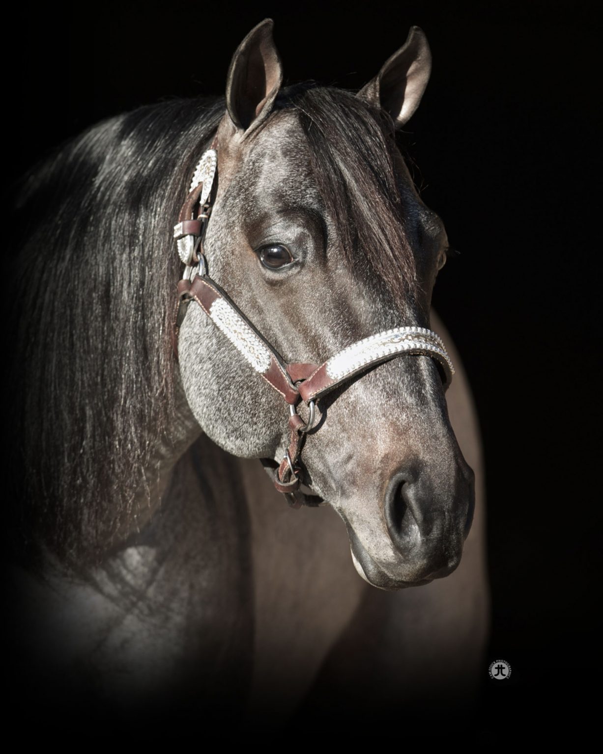 BET HESA BOON - Oswood Stallion Station