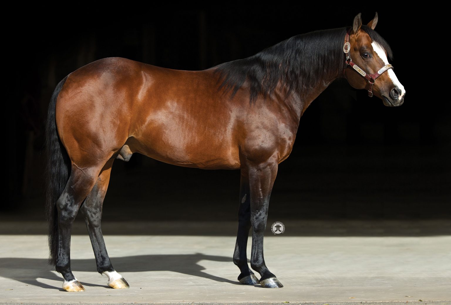 ONE TIME ROYALTY - Oswood Stallion Station