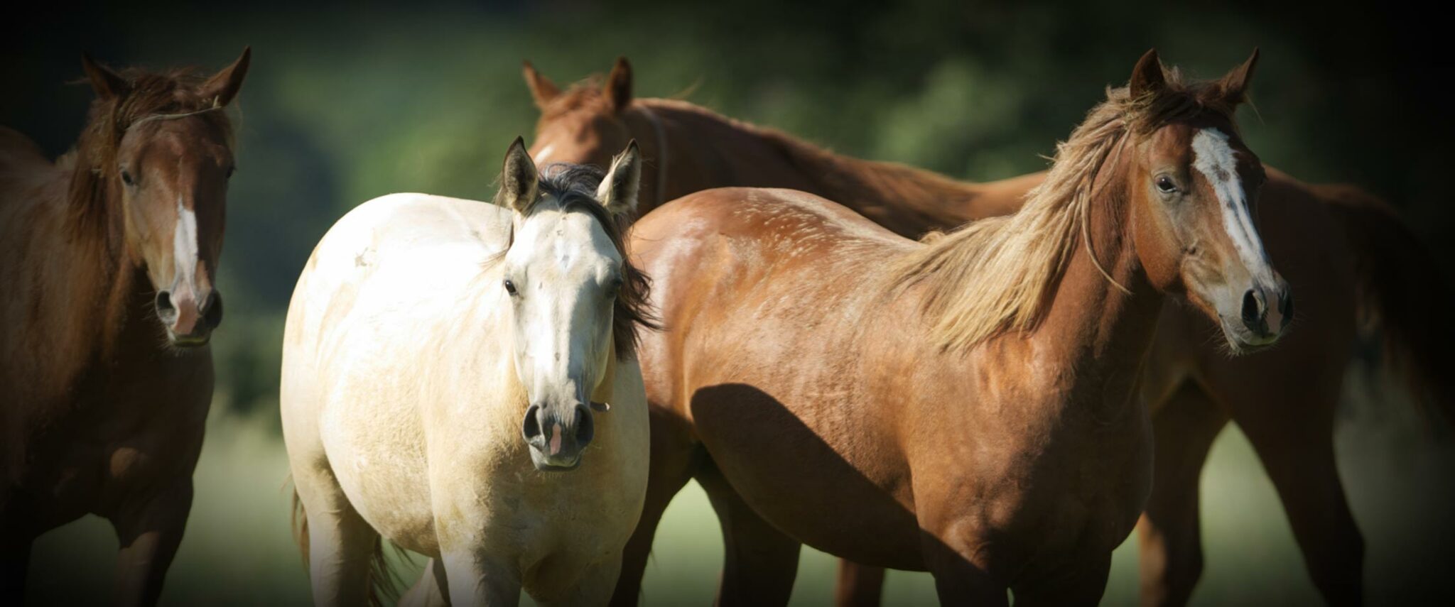 SERVICES and FACILITIES - Oswood Stallion Station