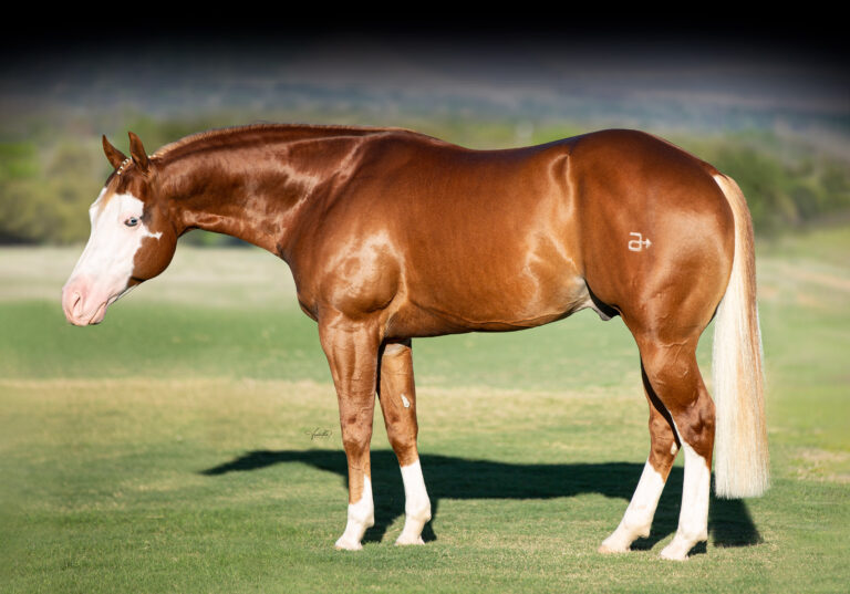 AMERICASNEXTTOPGUN - Oswood Stallion Station