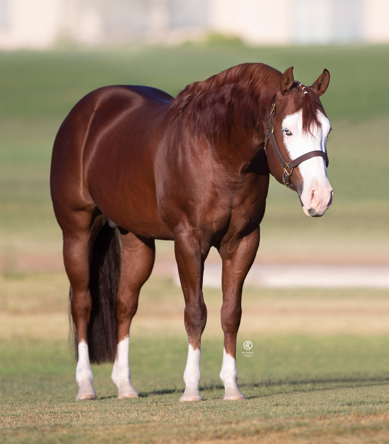 Down Right Amazing - Oswood Stallion Station