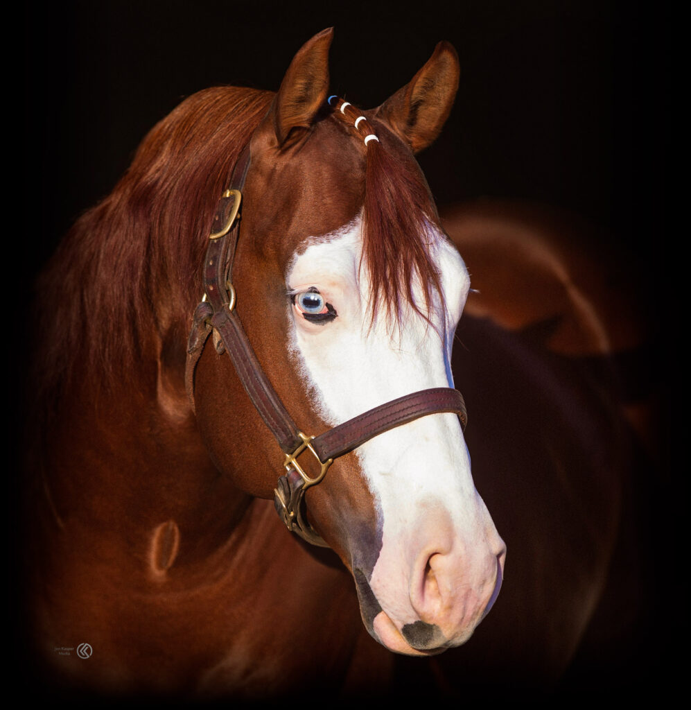 Down Right Amazing - Oswood Stallion Station