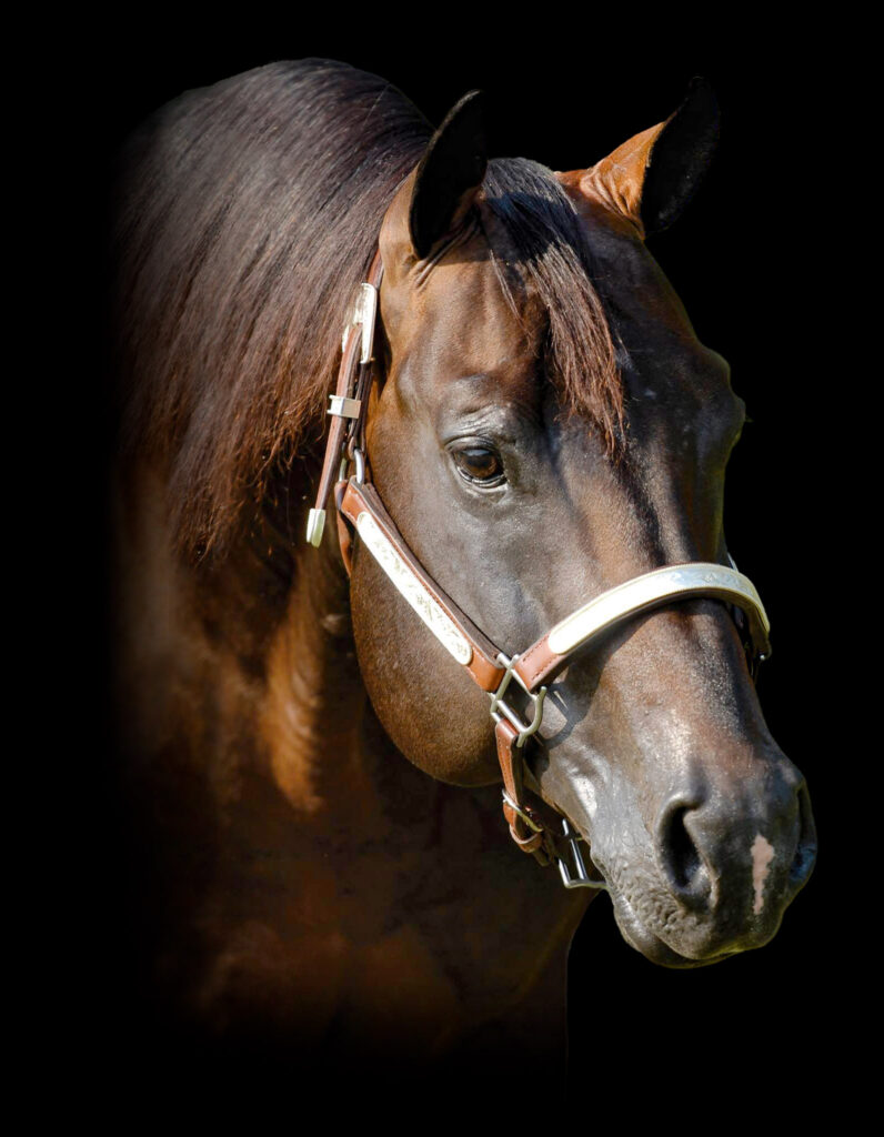 Rowdy Yankee - Oswood Stallion Station