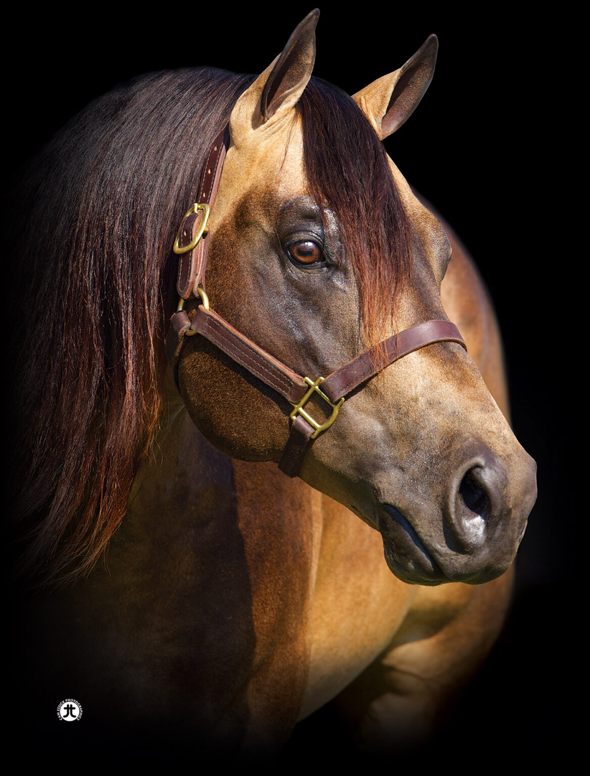 Whizkey N Diamonds - Oswood Stallion Station