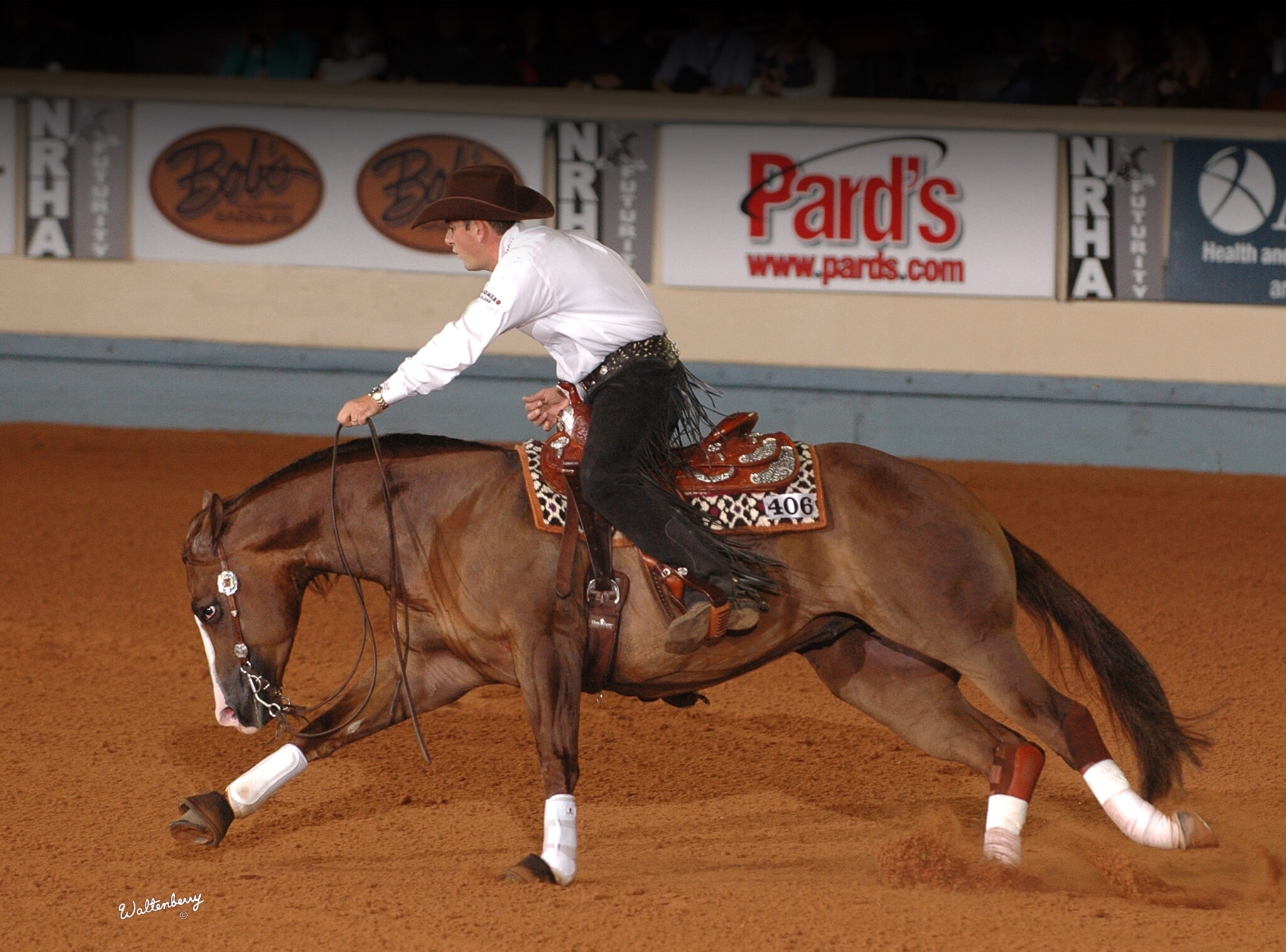 Lil Joe Cash - Oswood Stallion Station