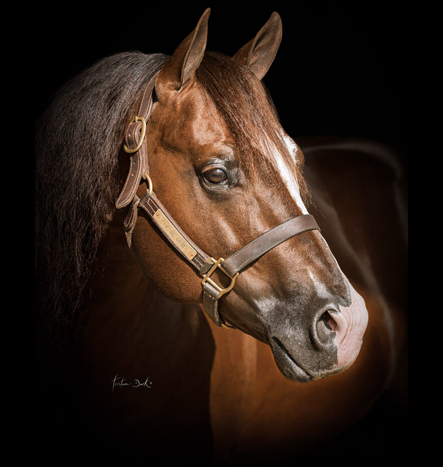 Lil Joe Cash - Oswood Stallion Station