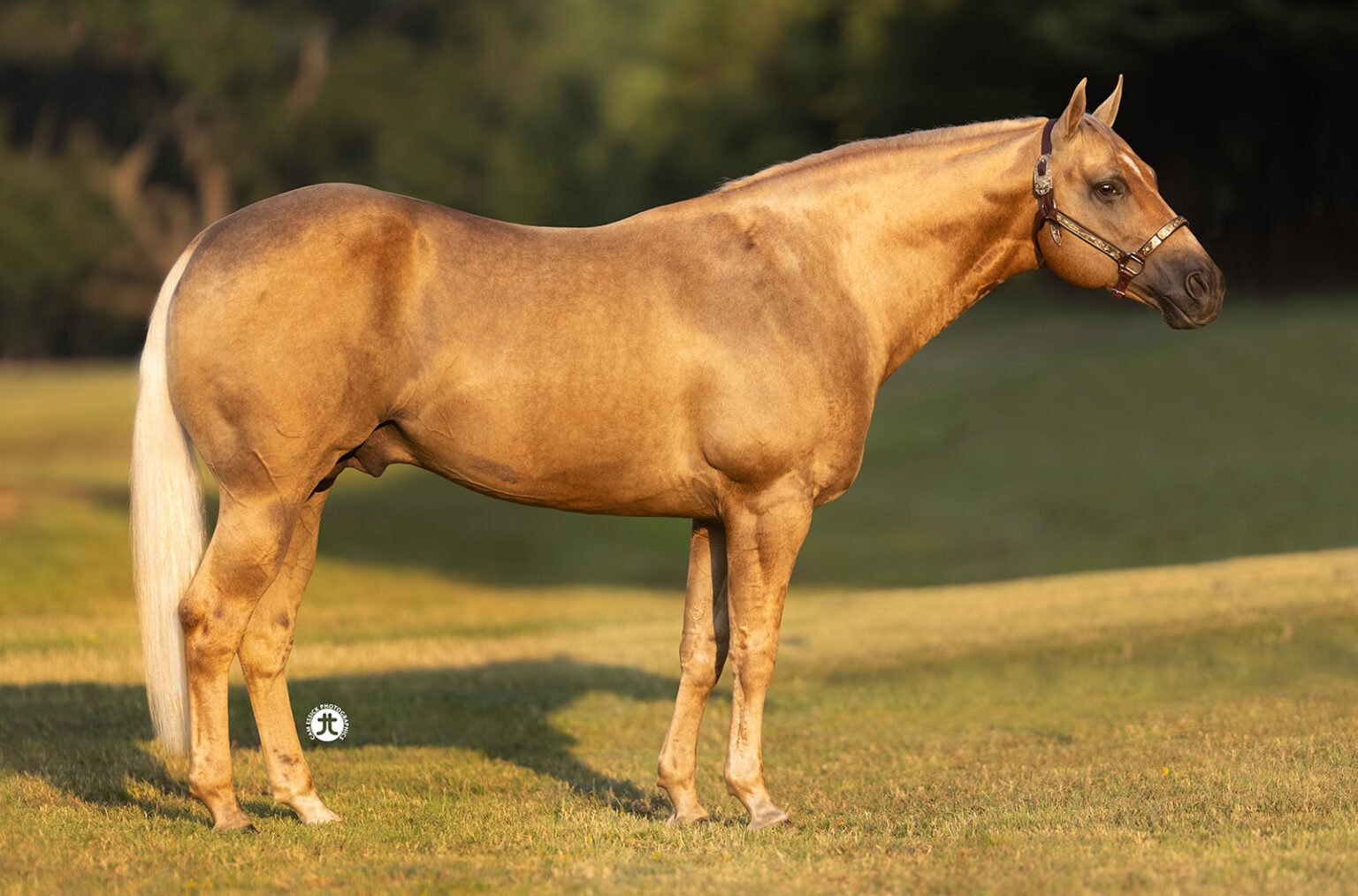 Snip O Lution - Oswood Stallion Station