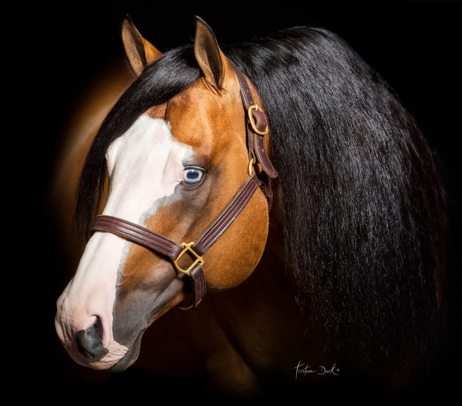 Gotta Nifty Gun - Oswood Stallion Station