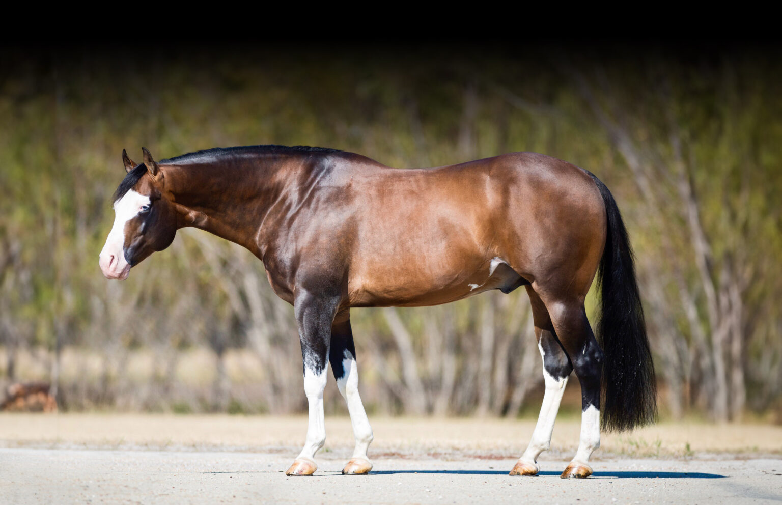 Spooks Gotta Whiz - Oswood Stallion Station