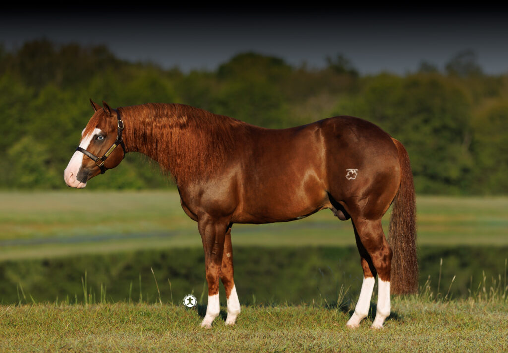 Gunnastepya - Oswood Stallion Station