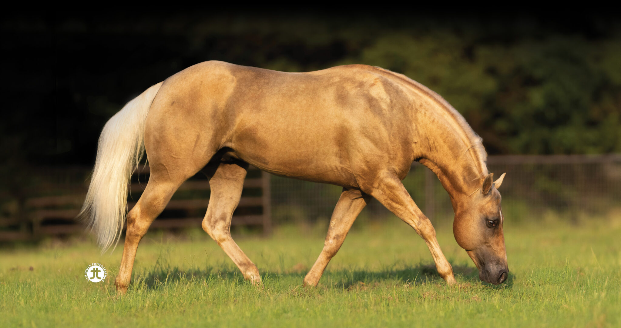 Snip O Lution - Oswood Stallion Station