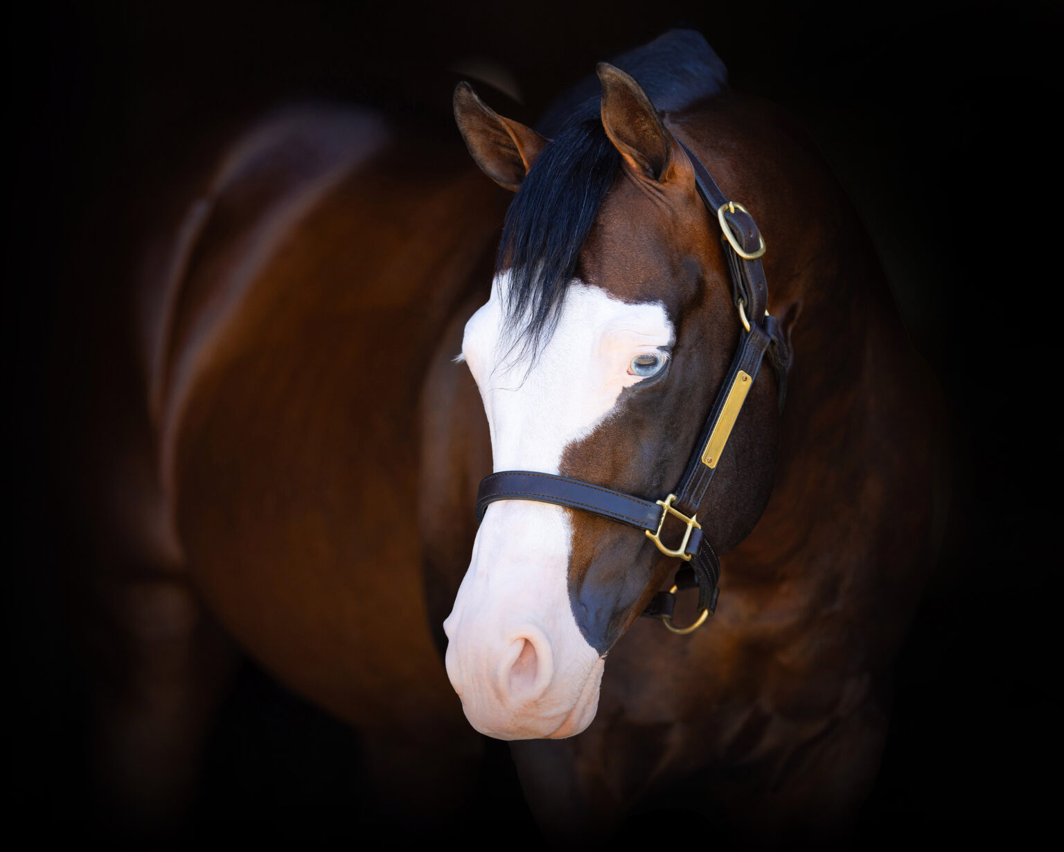 Spooks Gotta Whiz - Oswood Stallion Station