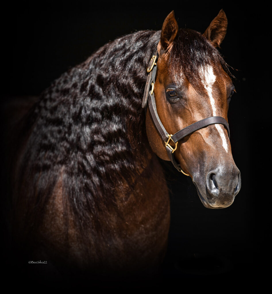 Ricato Suave - Oswood Stallion Station