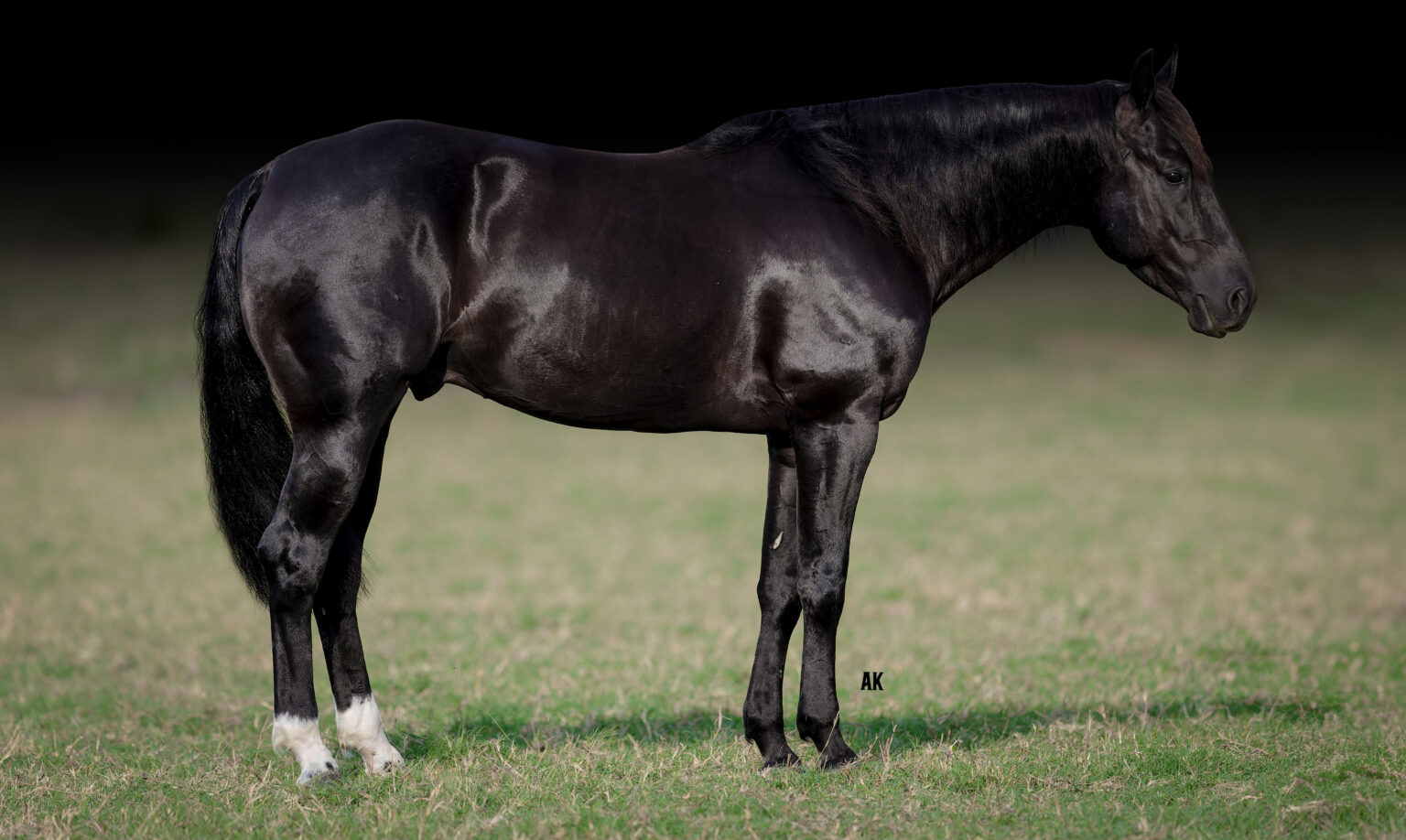 Zak 34 - Oswood Stallion Station