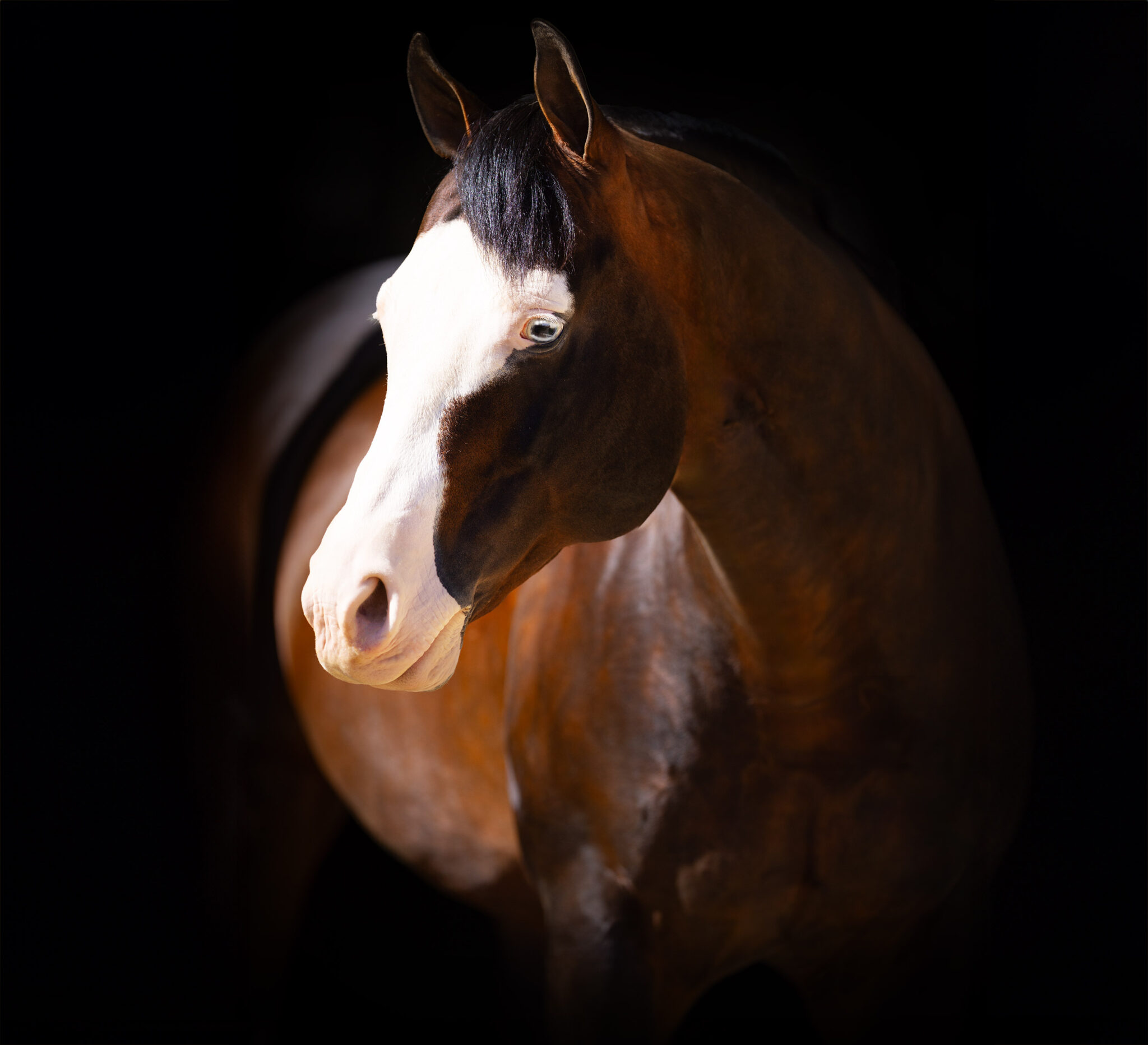 Spooks Gotta Whiz - Oswood Stallion Station