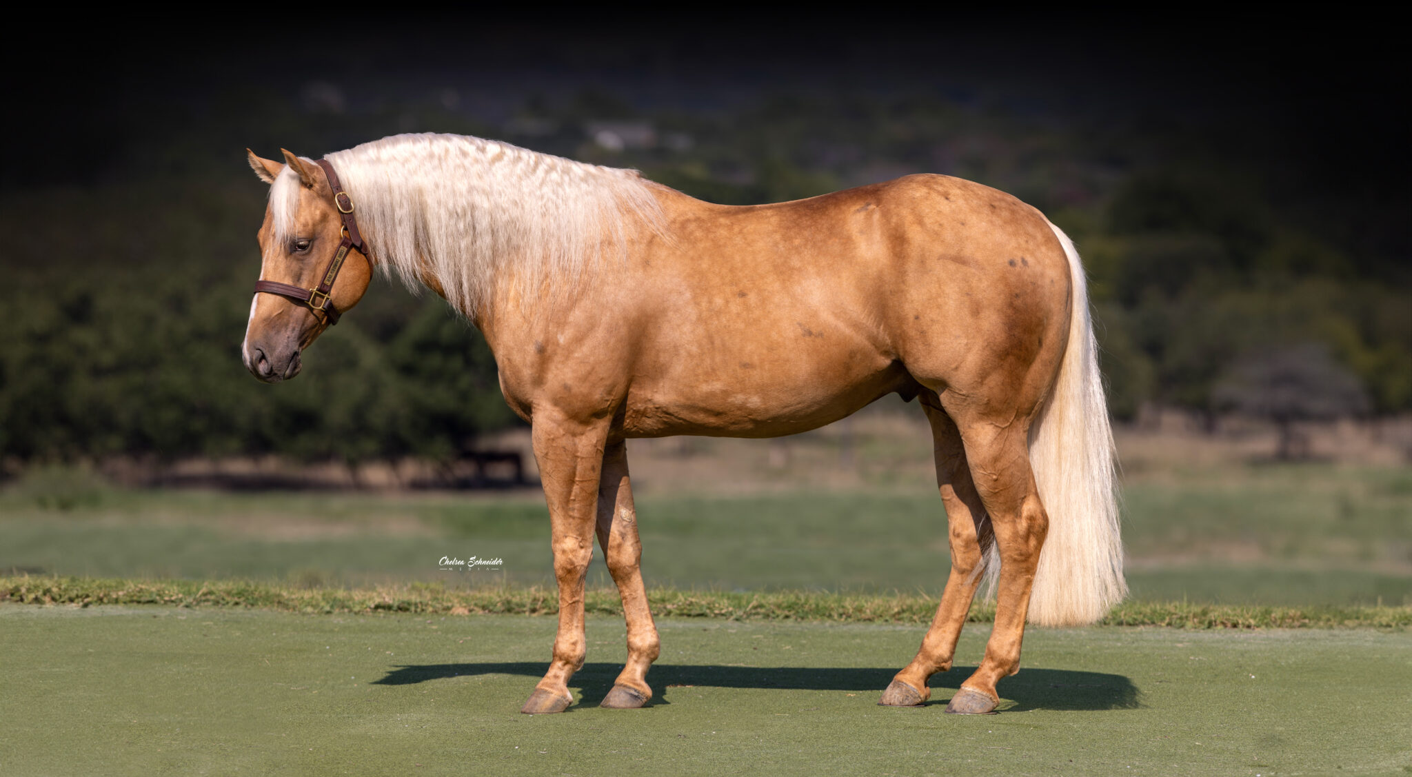 Custom Dreams - Oswood Stallion Station