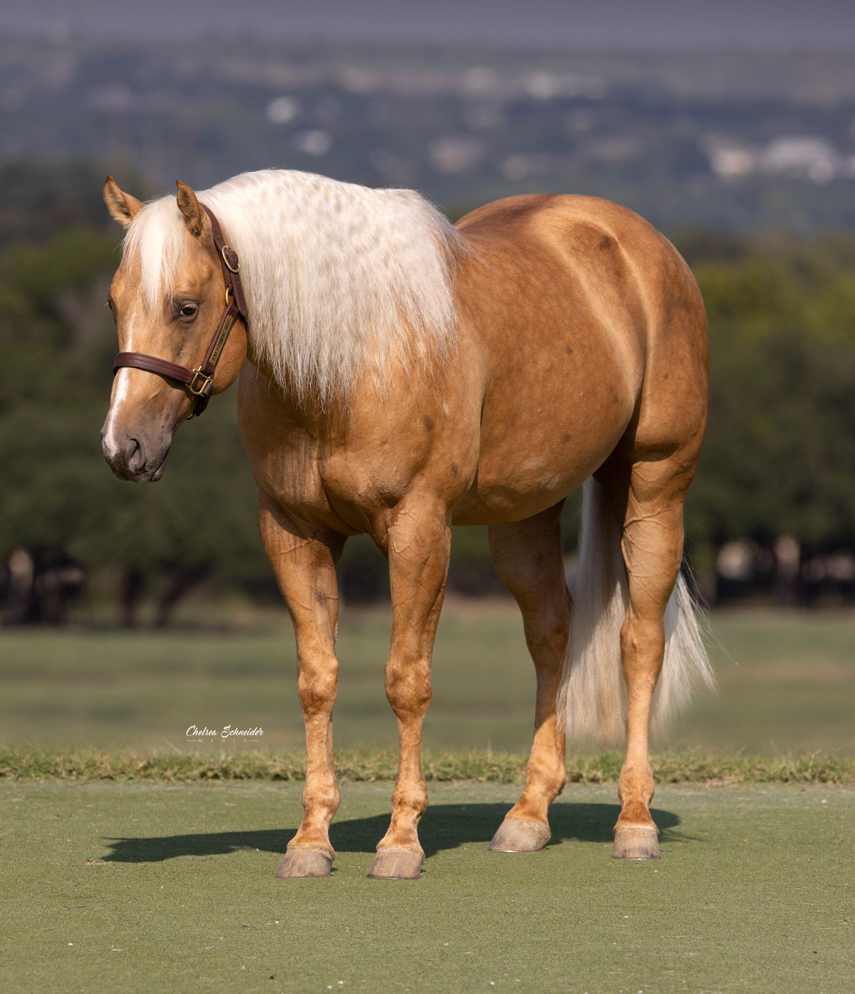 Custom Dreams - Oswood Stallion Station