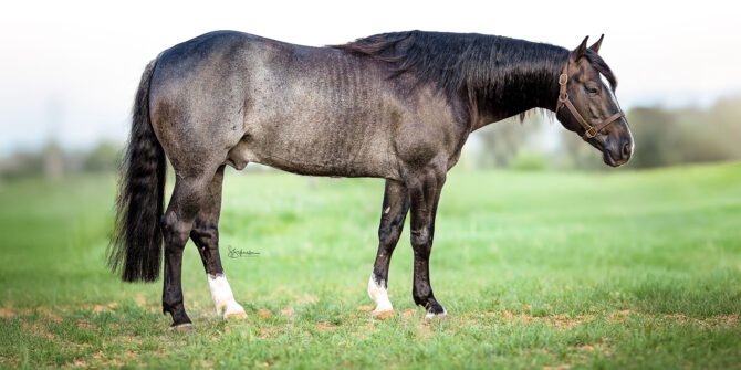 The Midnight Train - Oswood Stallion Station