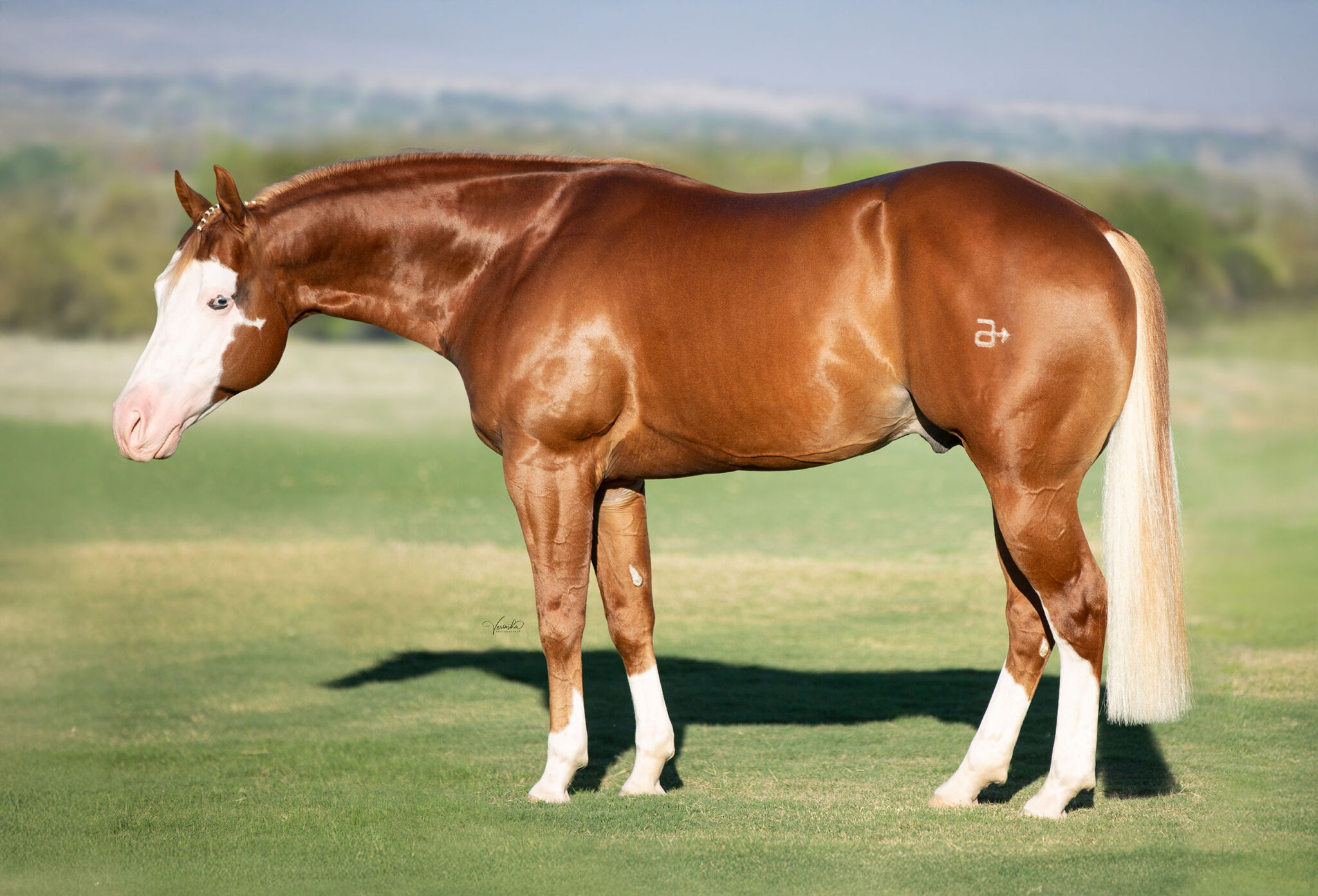 Stallions - Oswood Stallion Station