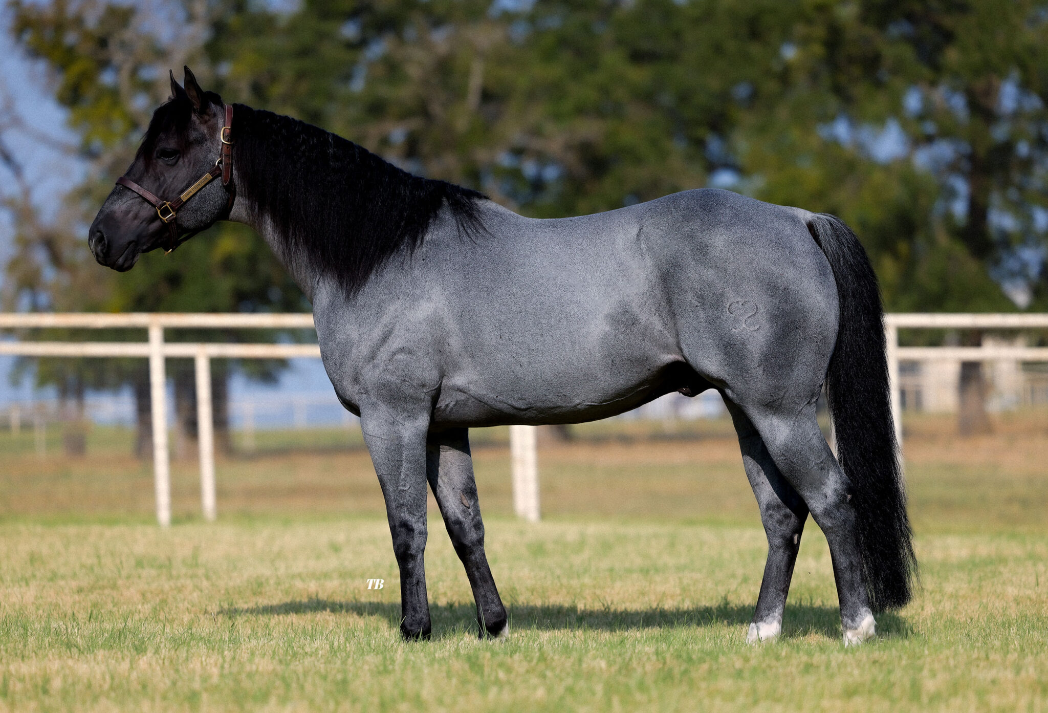 Stallions - Oswood Stallion Station
