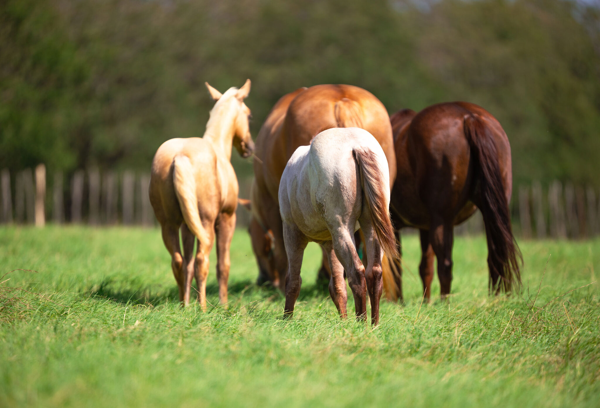 Metallic Casanova - Oswood Stallion Station