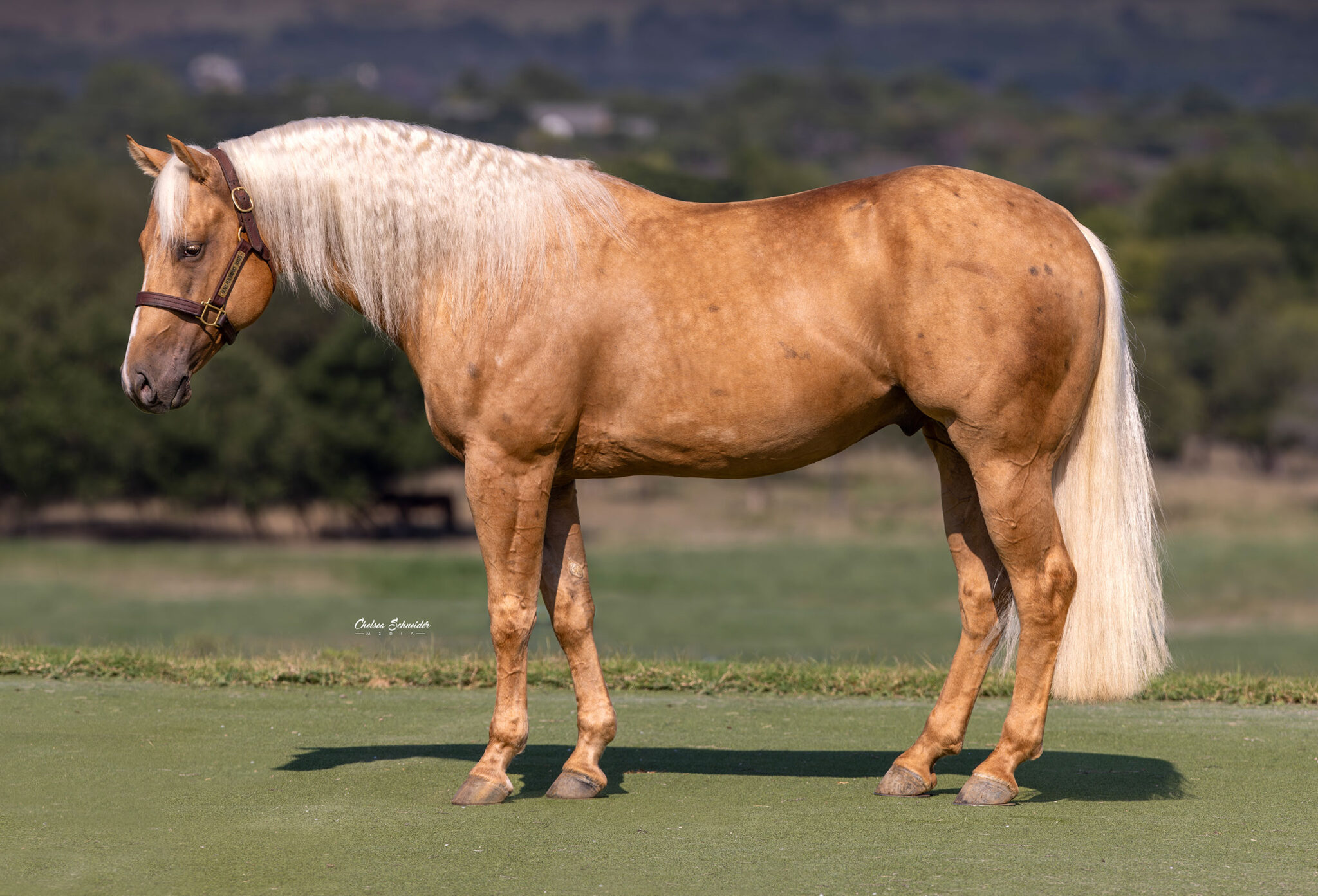 Stallions - Oswood Stallion Station