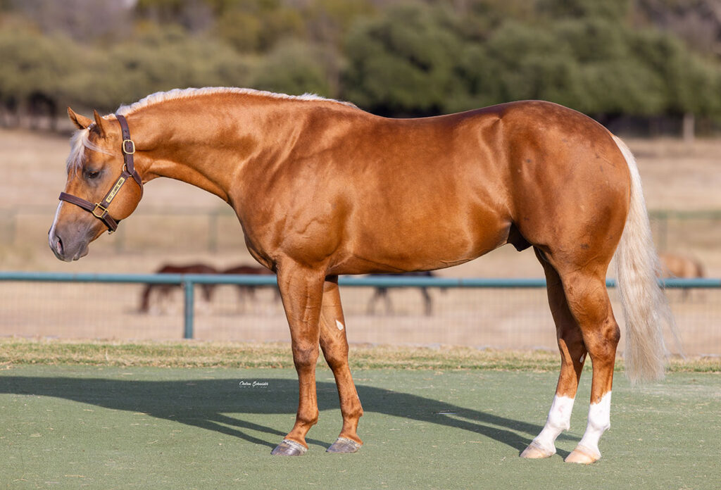 Stallions - Oswood Stallion Station