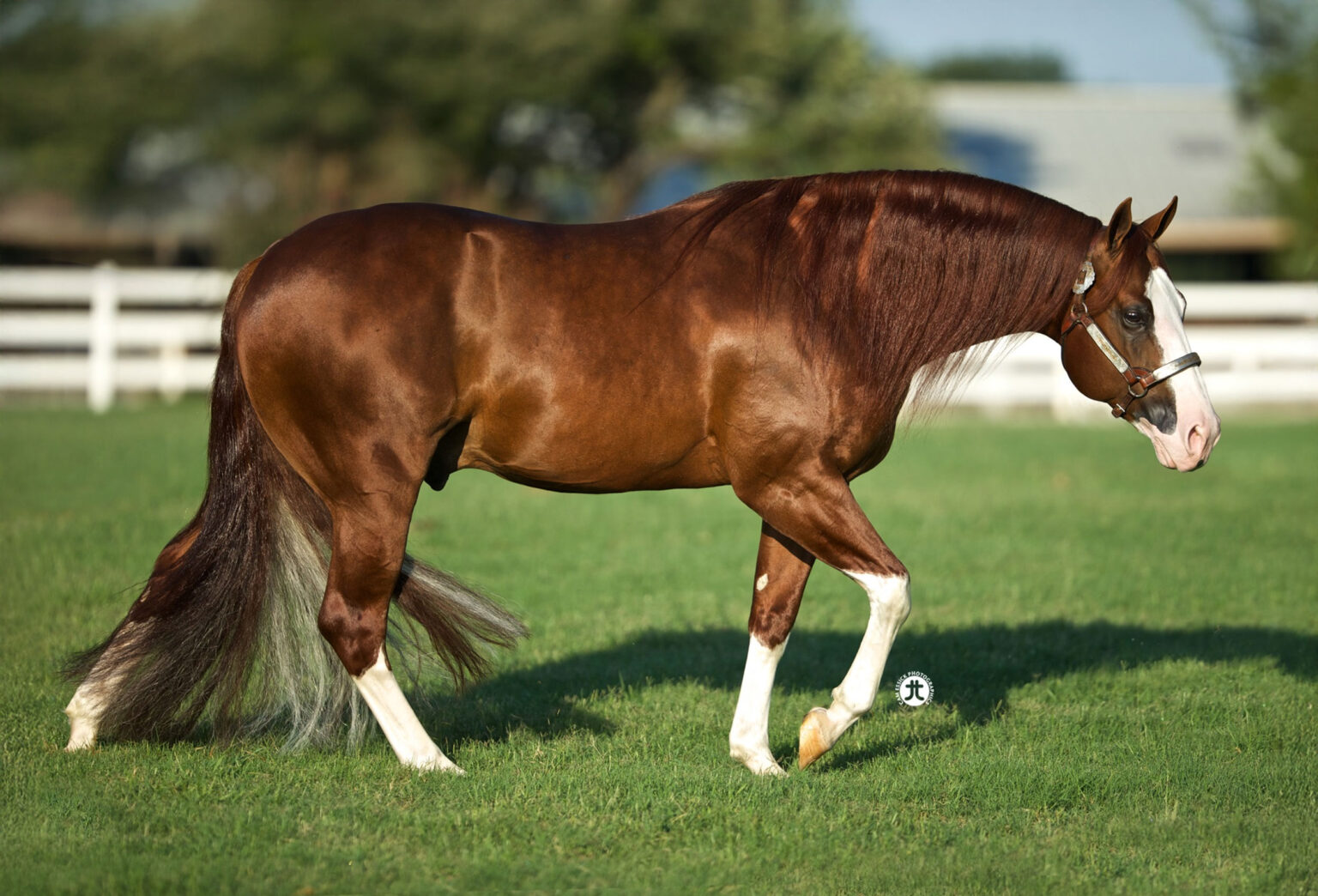 Stallions - Oswood Stallion Station