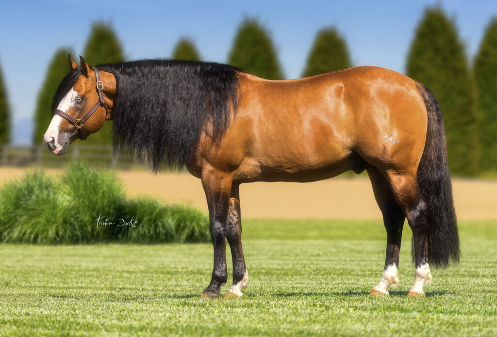 Stallions - Oswood Stallion Station