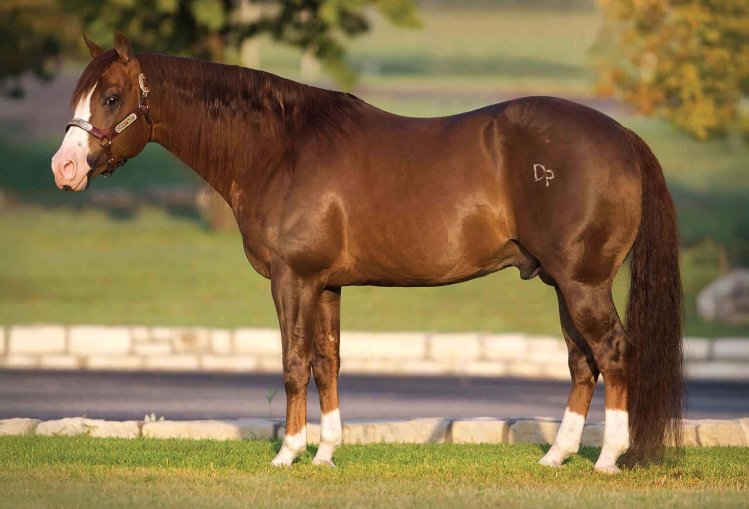 Stallions - Oswood Stallion Station