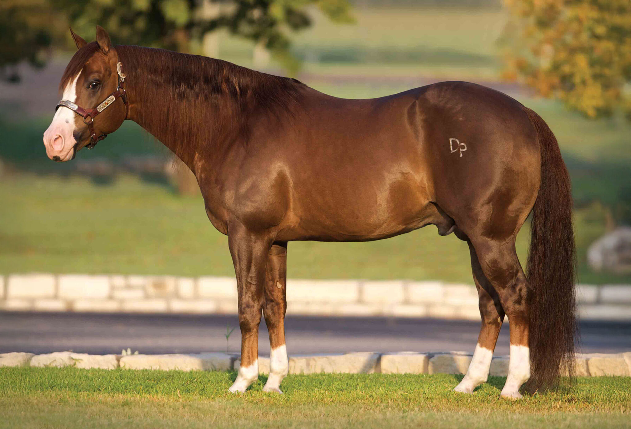 Stallions - Oswood Stallion Station