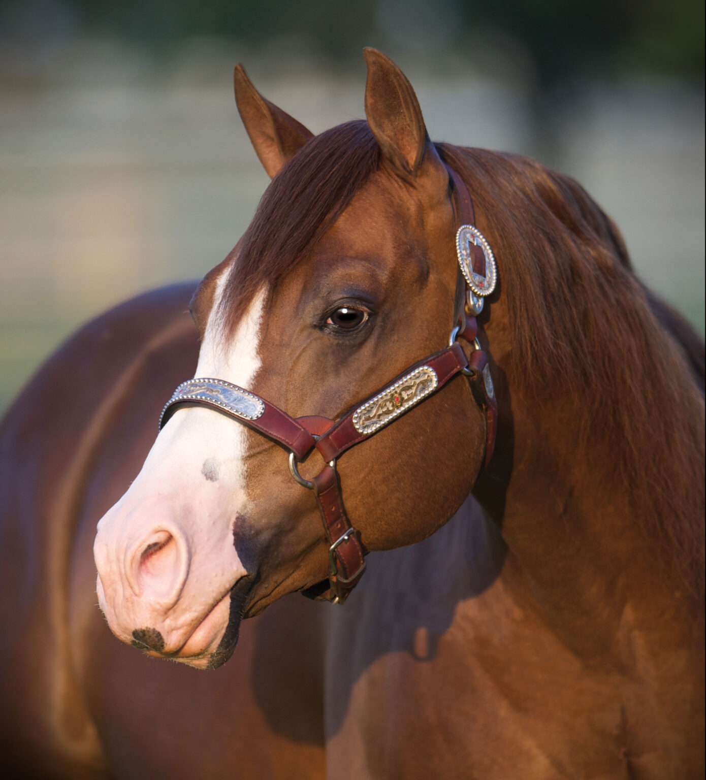GUNNATRASHYA - Oswood Stallion Station