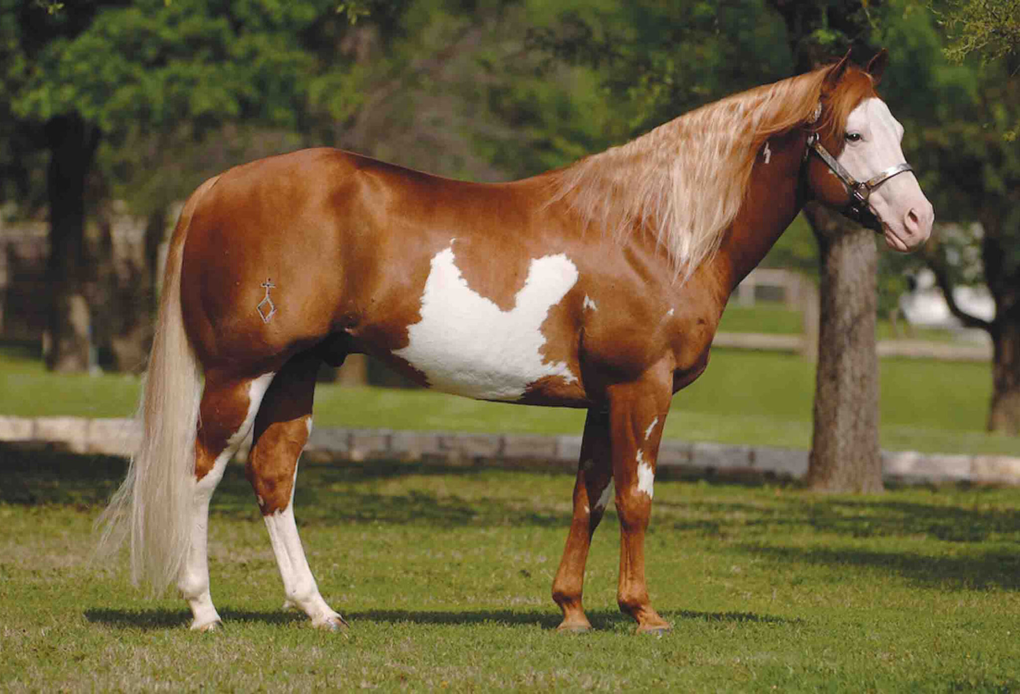 Stallions - Oswood Stallion Station