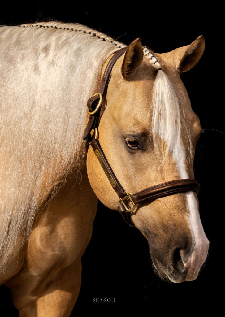 Flexing Guns N Town - Oswood Stallion Station