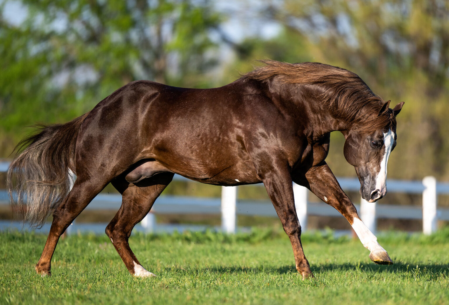 Snap Dun The Bases - Oswood Stallion Station