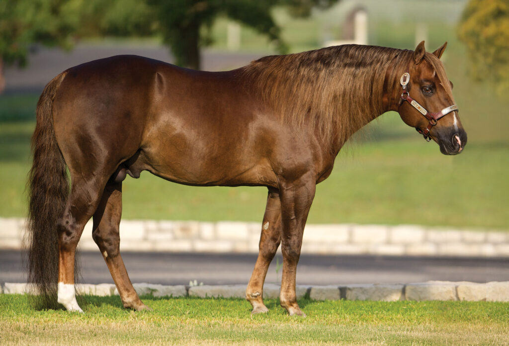WALLA WALLA WHIZ - Oswood Stallion Station