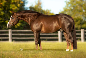 Stallions - Oswood Stallion Station