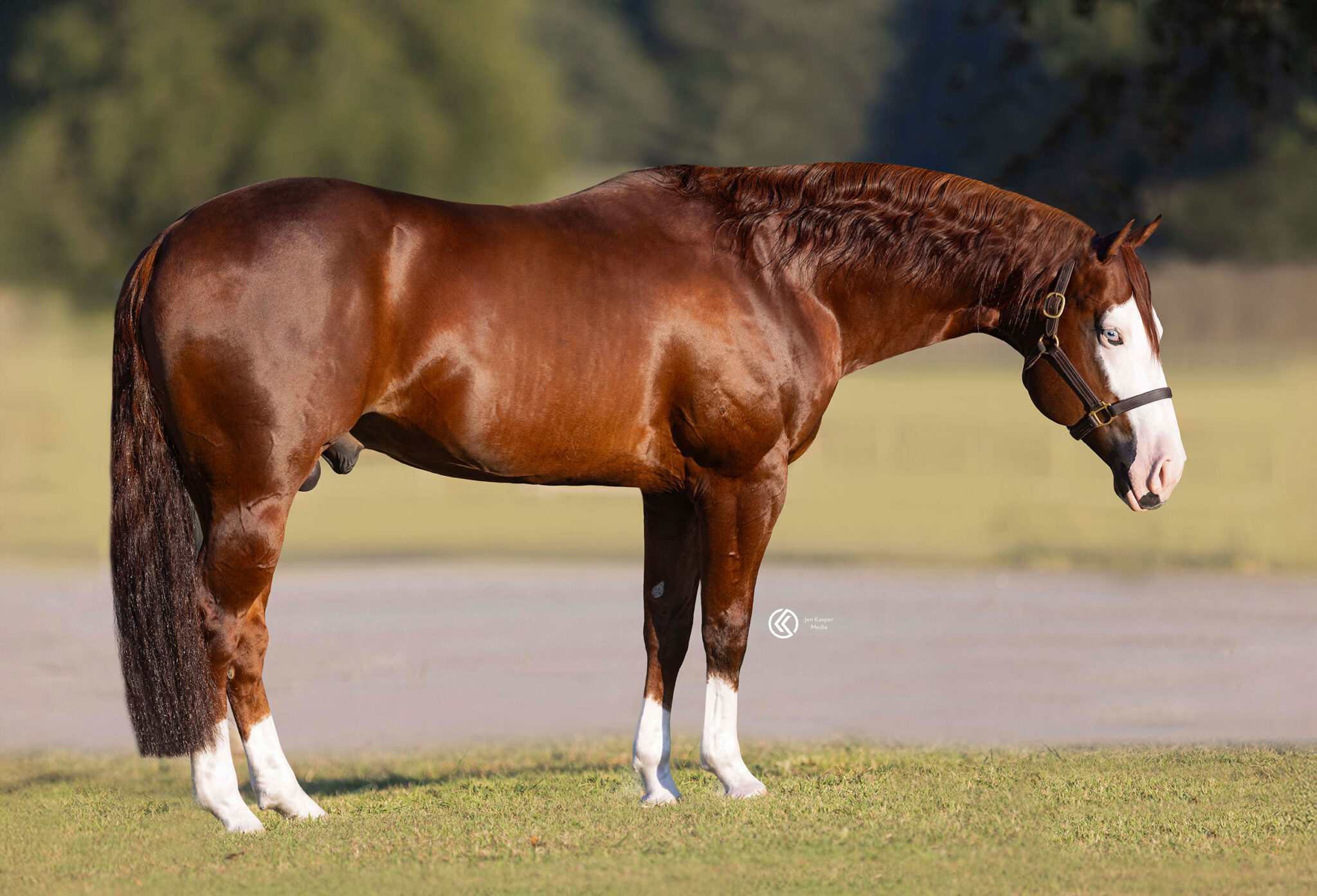Stallions - Oswood Stallion Station