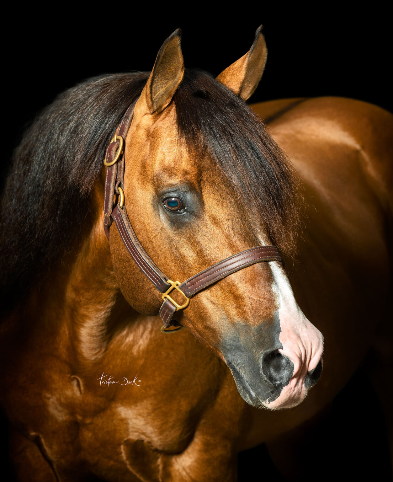 Walla Walla Dun It - Oswood Stallion Station