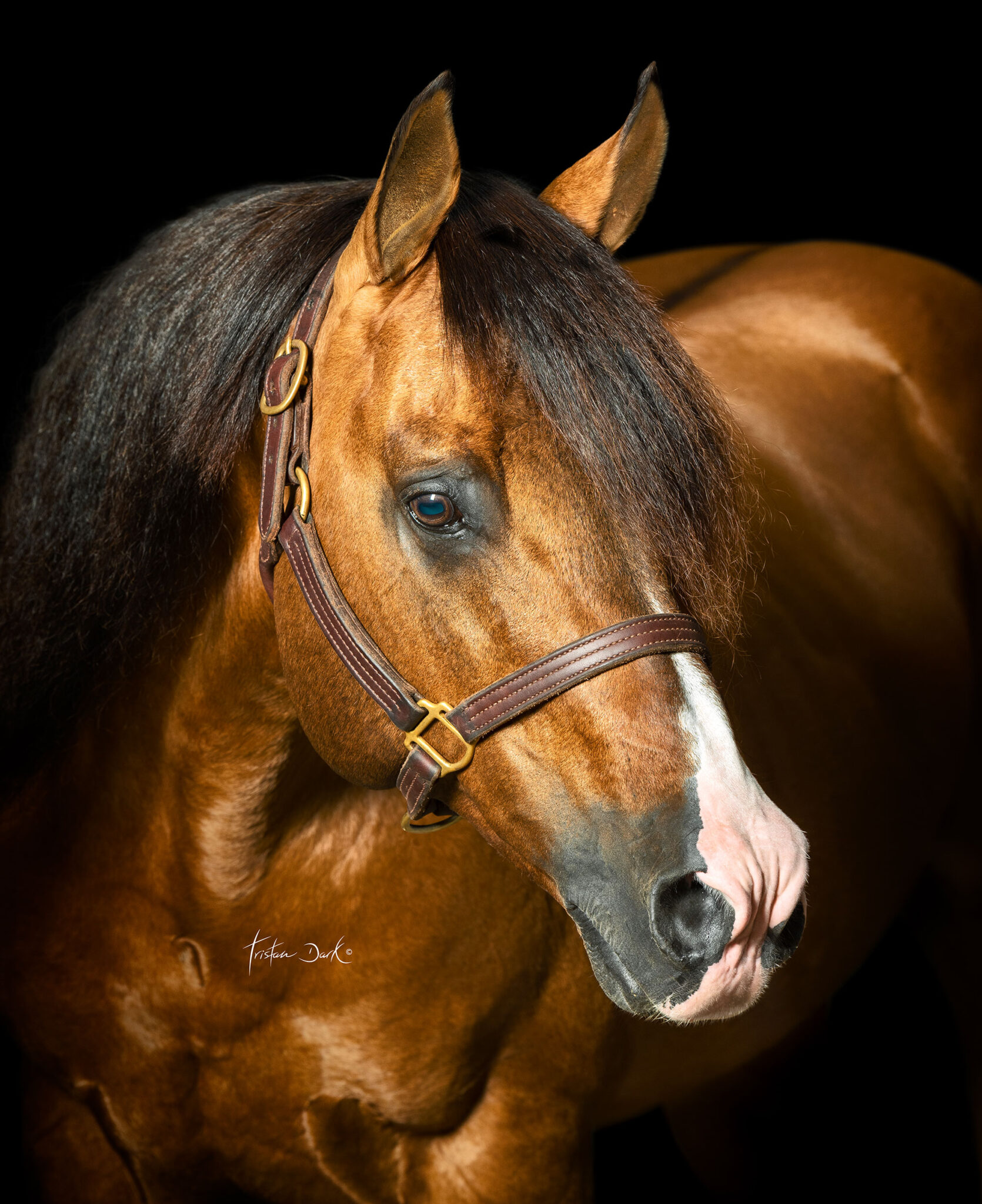 Walla Walla Dun It - Oswood Stallion Station